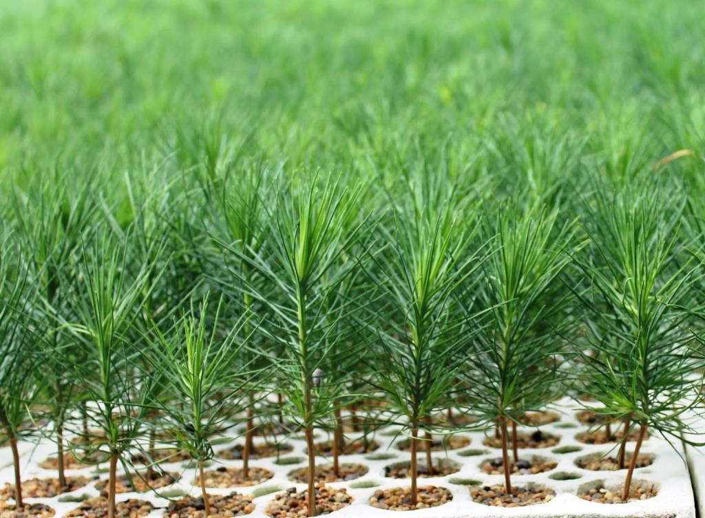 Tree Planting & Restoration