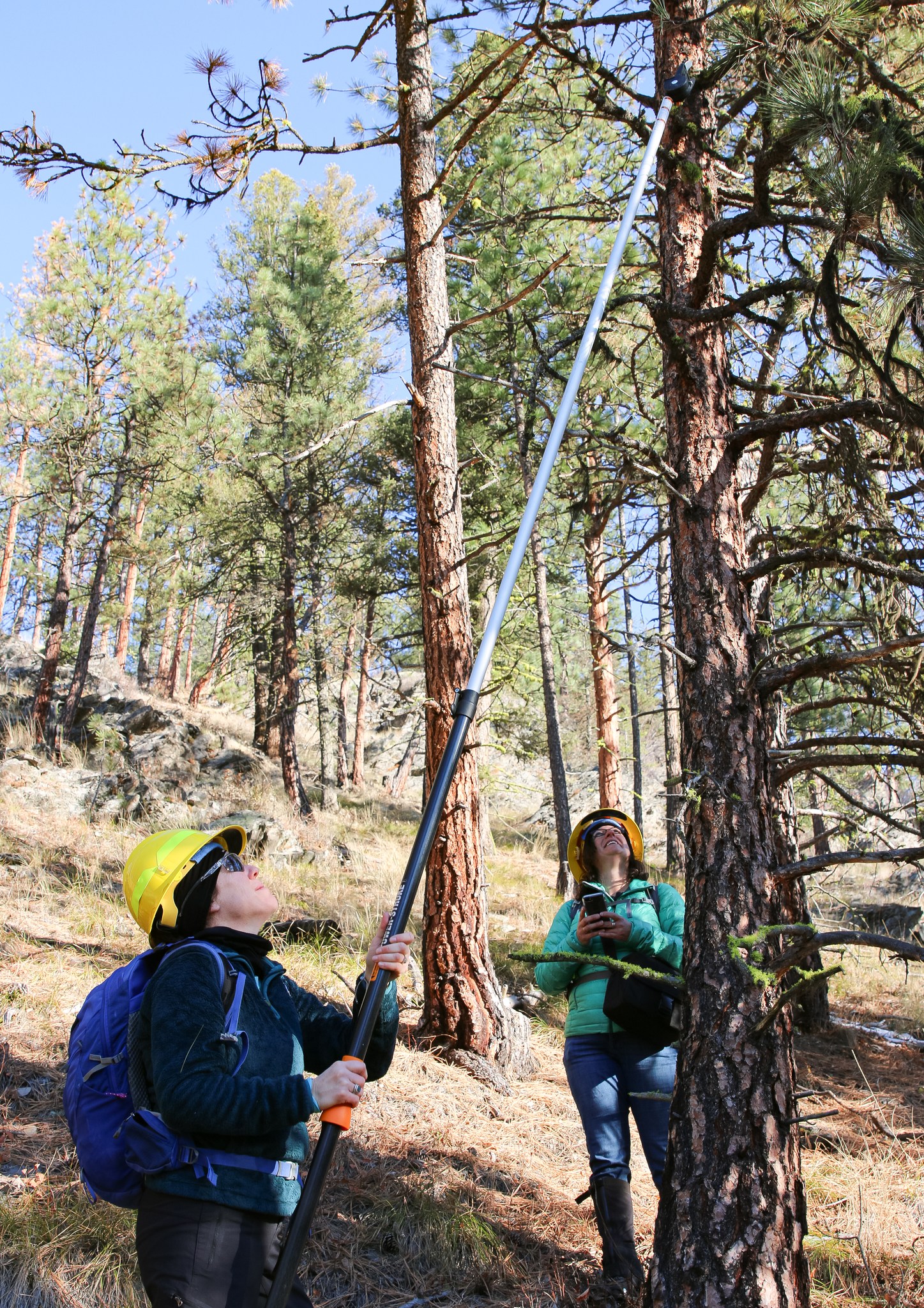 Insects and Diseases